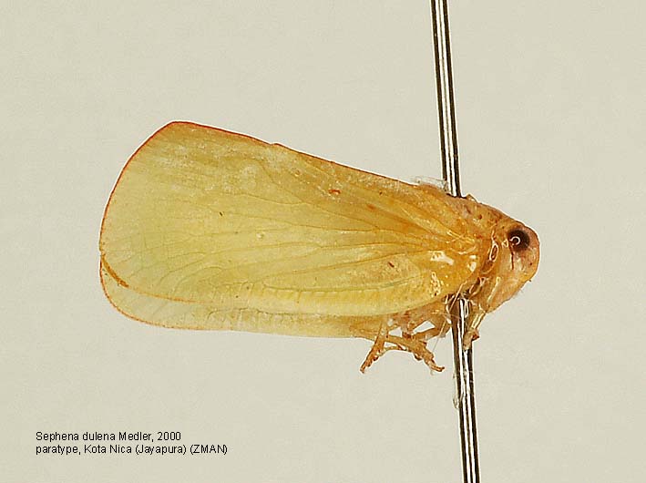 Papua Insects Foundation (Hemiptera/Auchenorrhyncha/leafhopper ...